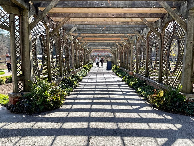 Strolling through this wooden pergola feels like walking through nature's cathedral. The dappled sunlight creates a light show that Vegas entertainers would envy.