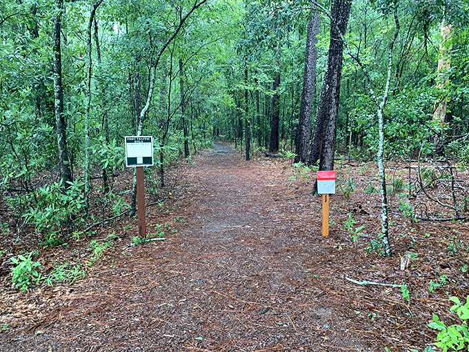 Nature's hallway beckons with a carpet of pine needles. This trail offers the perfect balance of wilderness and accessibility&mdash;no machete required.