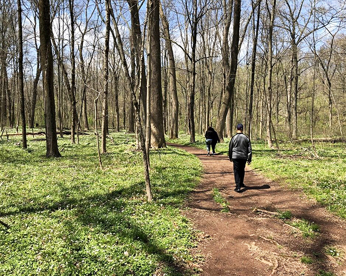Spring's green carpet unfurls through the woodland. Walking these trails feels like stepping into a scene from a storybook—minus the talking animals.
