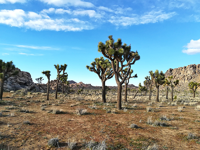 These iconic Joshua trees aren't actually trees but yuccas, nature's way of saying "I can make something beautiful anywhere."