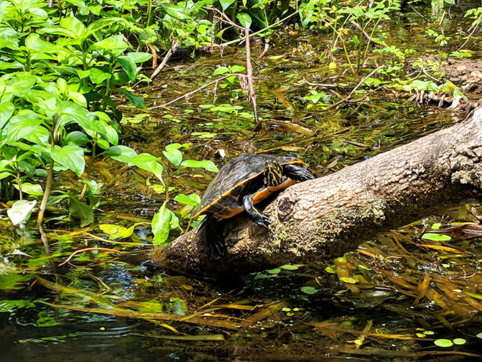 Shell yeah! This turtle's "life on a log" philosophy might be the wellness trend we all need to adopt.