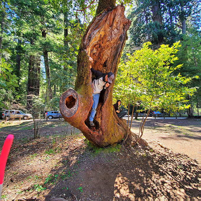 Nature's ultimate photo booth. Visitors can't resist climbing inside this hollowed tree trunk&mdash;Instagram was made for moments like this.