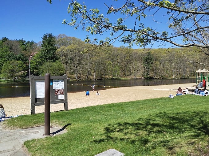 Morning sunshine bathes Black Moshannon's beach in golden light, promising a perfect day of sandcastles and swimming.