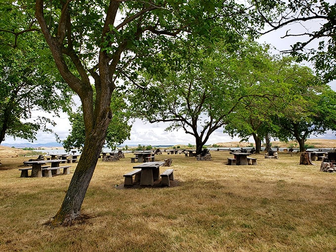 Picnic tables scattered like checkers pieces under shade trees. Turlock Lake's simple pleasures are sometimes the most satisfying.