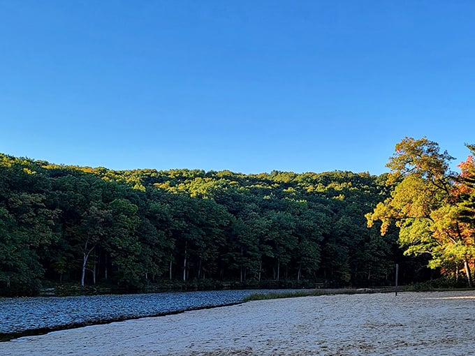 Autumn's paintbrush transforms Black Moshannon's shoreline into a canvas of gold and amber, mirrored perfectly in still waters.