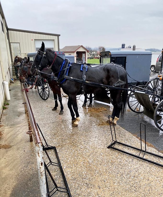 Amish horses wait patiently while their owners shop - no parking meters or road rage required here.