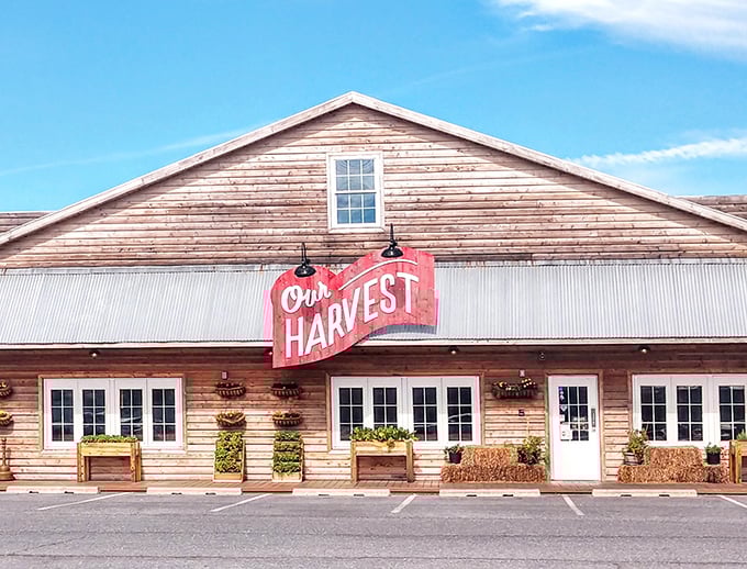 Rustic wooden charm meets coastal casual at Our Harvest. Those hay bales aren't decorative&mdash;they're a philosophy on a plate.