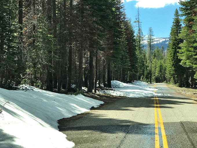 Winter's last stand in the Sierra Nevada. Snow lingers beside the road like nature's breadcrumbs leading to alpine adventures.