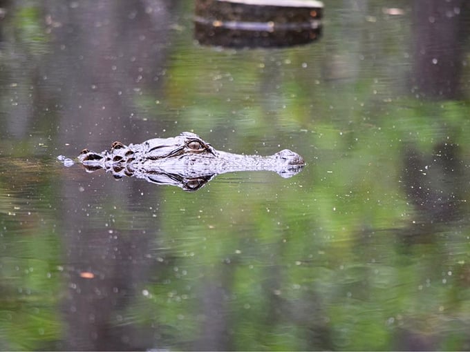 The prehistoric resident keeping a watchful eye. Remember the park ranger's golden rule: a fed gator is a dead gator.