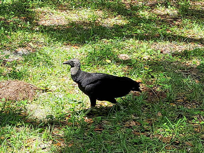 Meet the local welcoming committee! This black vulture isn't auditioning for a Hitchcock film&mdash;just enjoying the same paradise you came to explore.