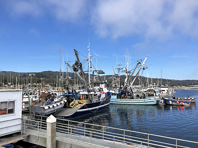 Not just boats, but floating stories. Each vessel in Pillar Point Harbor represents someone's livelihood, passion, or escape plan &ndash; all bobbing in perfect formation.