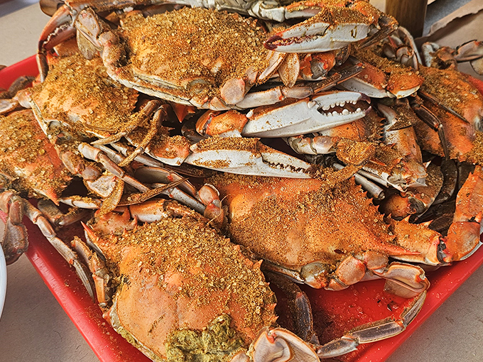 Behold the Maryland state treasure! These steamed beauties, dusted with Old Bay, are why plastic bibs were invented and dignity is temporarily abandoned.