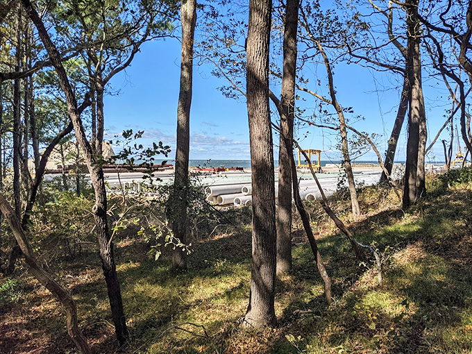 Nature's own secret passage to the beach, where trees stand guard like friendly sentinels protecting their sandy kingdom.