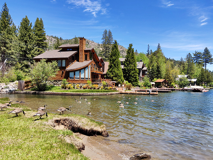 Lakeside living at its finest, where Canada geese have better real estate than most of us, but the views are free for everyone.