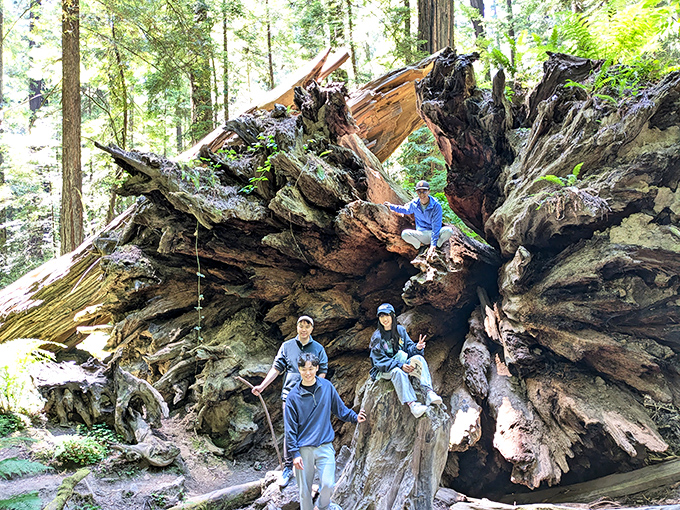 The mighty Dyerville Giant's massive root system creates nature's jungle gym. What looks tiny in this photo? Those are full-grown humans!