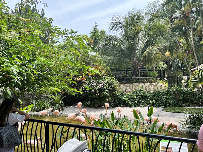 These pink divas strut around like they own the place &ndash; and honestly, they do.