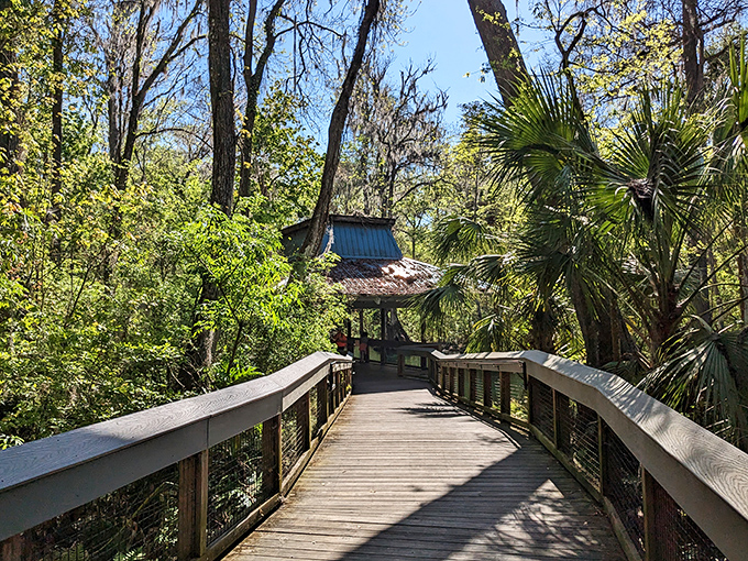 This wooden boardwalk doesn't just connect land to water &ndash; it bridges our hectic modern world to Florida's tranquil, primeval past.