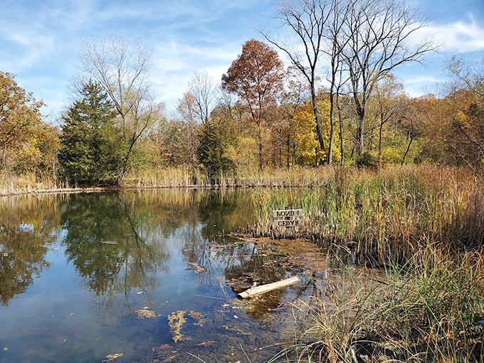 Autumn transforms the preserve's pond into a painter's palette of golden reflections, proving Ohio doesn't need mountains to create breathtaking scenery.