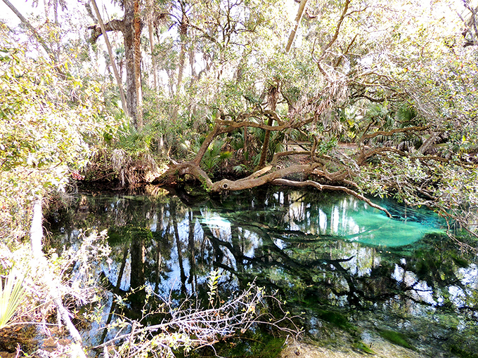 That fallen tree didn't fall&mdash;it reclined for a better view. Can't blame it for wanting front-row seats to this natural spectacle.