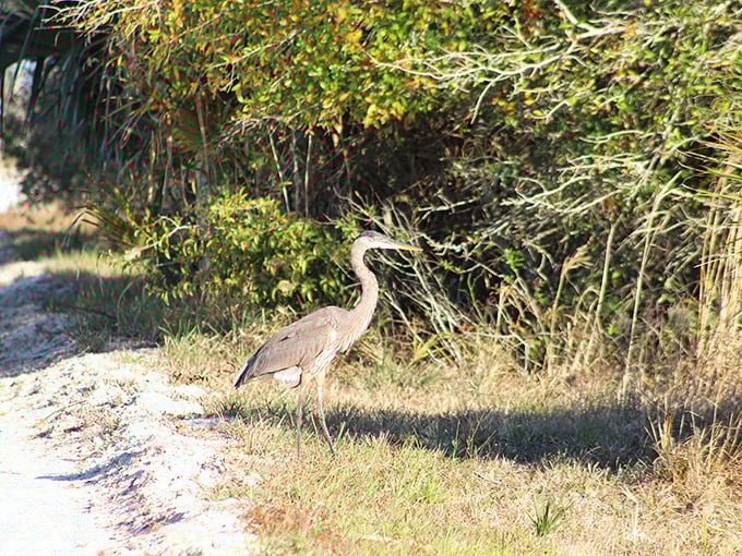 "Excuse me, coming through!" A Great Blue Heron patrols the trail edge like nature's most dignified security guard.