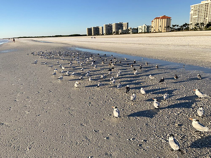 Beach birds holding their morning convention. They're discussing how to strategically position themselves for optimal tourist handouts.