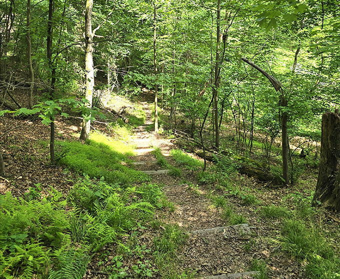 Nature's staircase invites explorers into a verdant wonderland. These woodland trails whisper stories of seasons past to those who listen.
