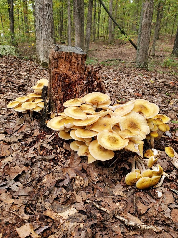 Even the forest floor puts on a show! These honey mushrooms create their own little community among the fallen leaves.