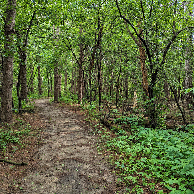 Nature's version of a meditation app: this wooded trail invites you to disconnect from screens and reconnect with the simple joy of not checking email.