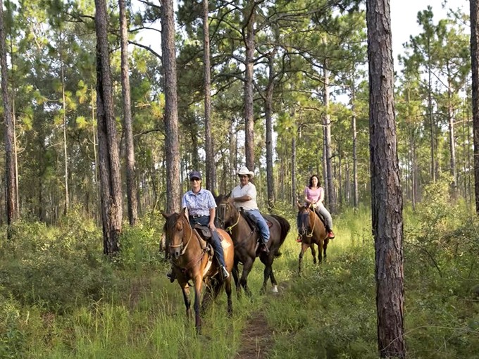 Saddle up for affordable recreation! Horseback riding through pine forests offers a Yellowstone experience without Montana prices.