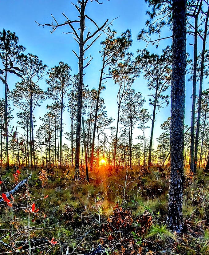 Morning light filters through longleaf pines like nature's own disco ball. Studio 54 has nothing on this dawn dance party.