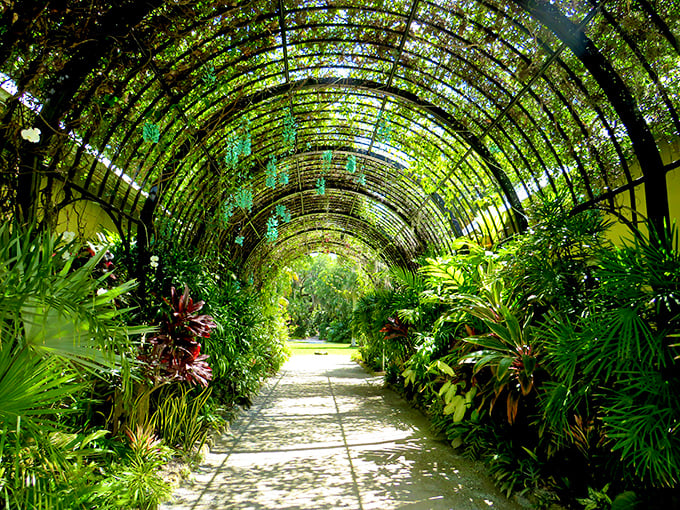 Nature's cathedral. McKee Botanical Garden's lush archway invites you into a world where plants throw better parties than people, and every turn reveals a new green surprise.