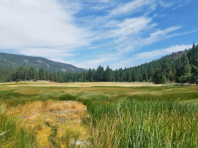 Alpine meadows stretch toward distant peaks, creating the kind of view that makes you forget you ever had an email inbox.