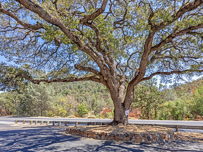 This magnificent oak has witnessed more California history than any textbook. Its sprawling branches could tell stories of gold rushers, stagecoaches, and countless picnics. 