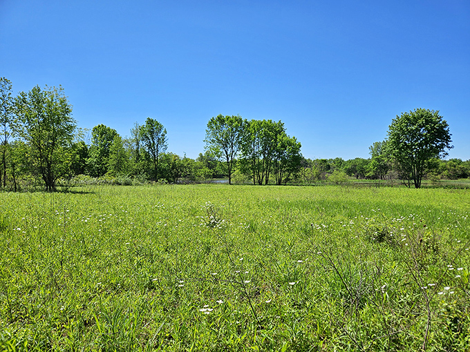 Spring's green canvas stretches toward the horizon. This meadow bursts with wildflowers and possibilities&mdash;a reminder that not all Ohio treasures require climbing.