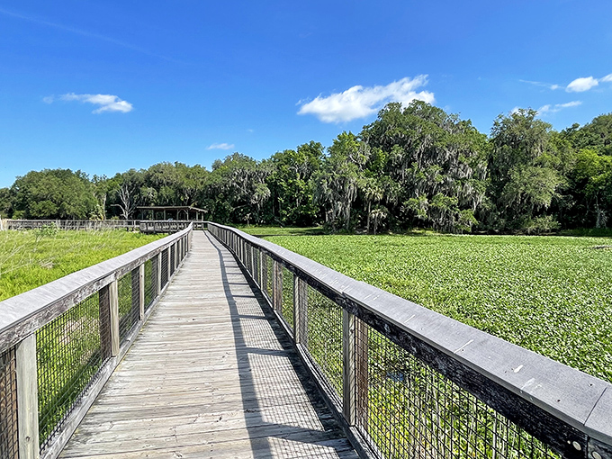 This wooden boardwalk leads to nature's own theater, where wildlife performs daily shows.