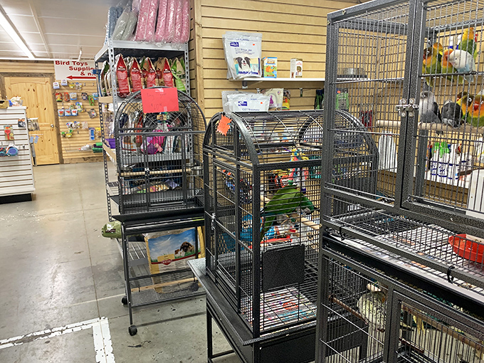 Feathered friends await new homes in this surprisingly extensive pet section. Bird enthusiasts, prepare to explain to your spouse why you "just had to" bring home another parakeet.