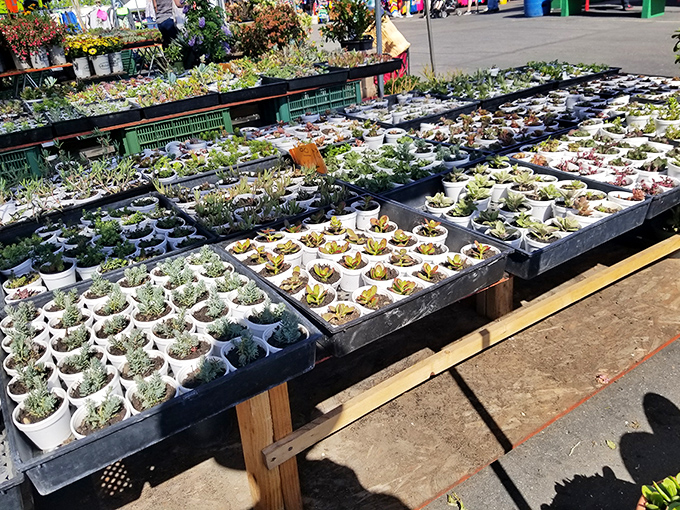 Succulent city! These tiny potted wonders transform brown thumbs to green and empty windowsills into Instagram-worthy plant sanctuaries. 