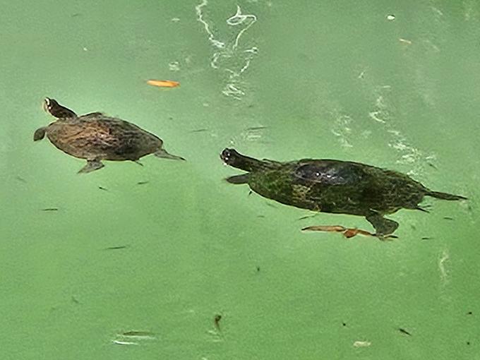 Local sunbathers who've mastered the art of relaxation better than any spa guest.