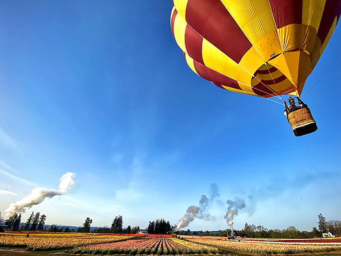 Hot air balloons drift over tulip fields near Aurora, offering the kind of technicolor panorama that makes smartphone cameras weep with inadequacy.