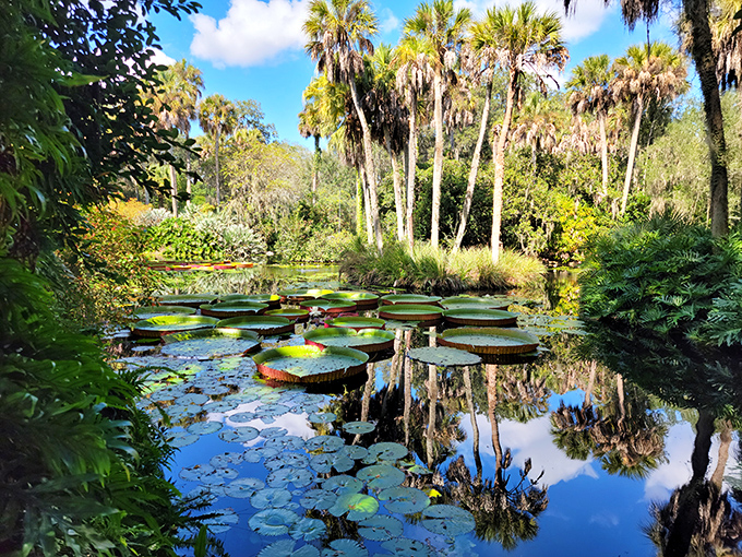 Victoria amazonica water lilies so massive they look like floating serving platters&mdash;nature's idea of dinner and a show.