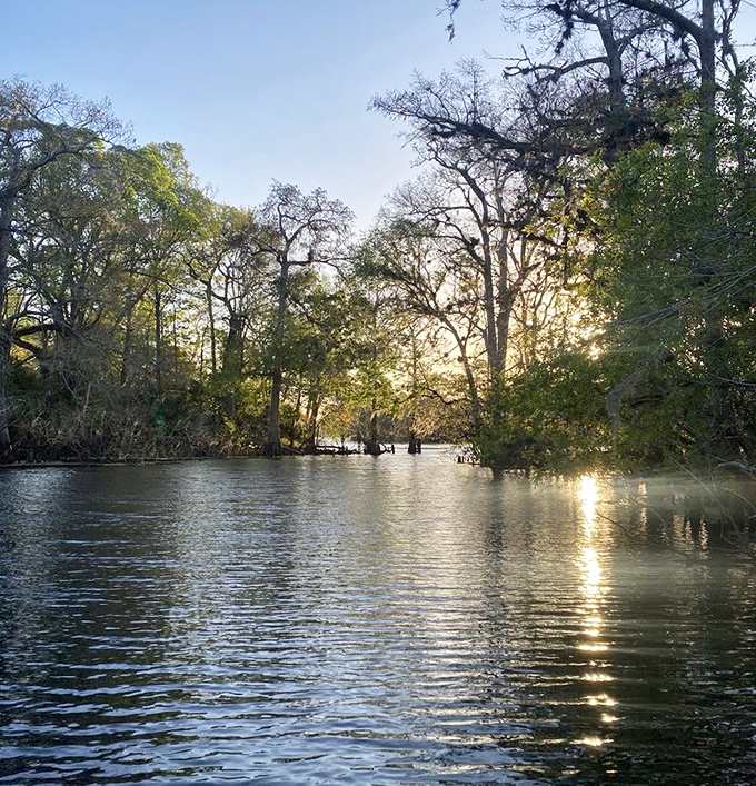 Golden hour transforms the Suwannee River into liquid amber, where cypress sentinels have stood watch for centuries.