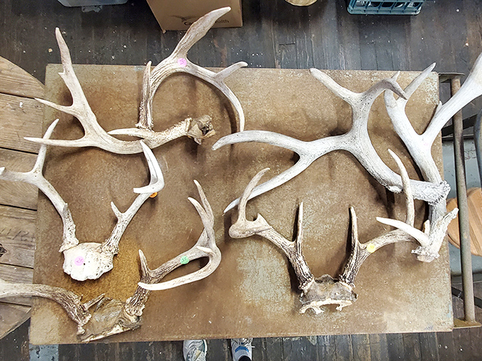 Antlers that once adorned majestic creatures now await their second act as rustic decor. The ultimate conversation starter for your cabin wall.