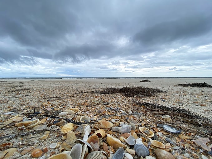 Nature's treasure chest spilled open&mdash;each shell a postcard from the deep saying, "Wish you were here!"