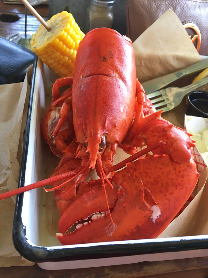 This lobster isn't just a meal&mdash;it's a crimson-clad celebrity making its grand entrance. The corn on the cob is merely its opening act.