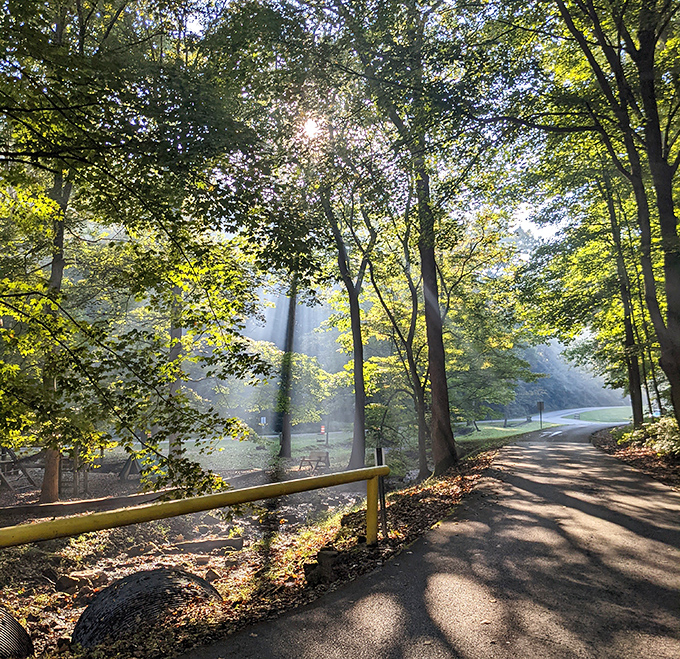 Morning sunbeams slice through the forest mist like nature's own light show. This is the kind of alarm clock that makes early risers of us all.