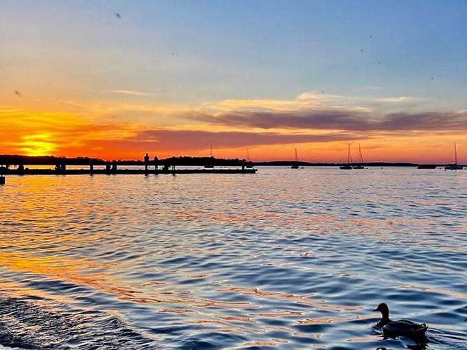 Nature's light show over Madison's waterfront outperforms any Netflix special. That duck knows it's got front-row seats to the best show in town.