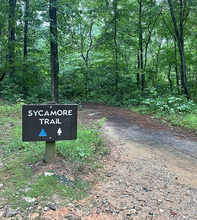 The Sycamore Trail beckons with promises of forest bathing therapy. No appointment necessary, just comfortable shoes and an open mind.