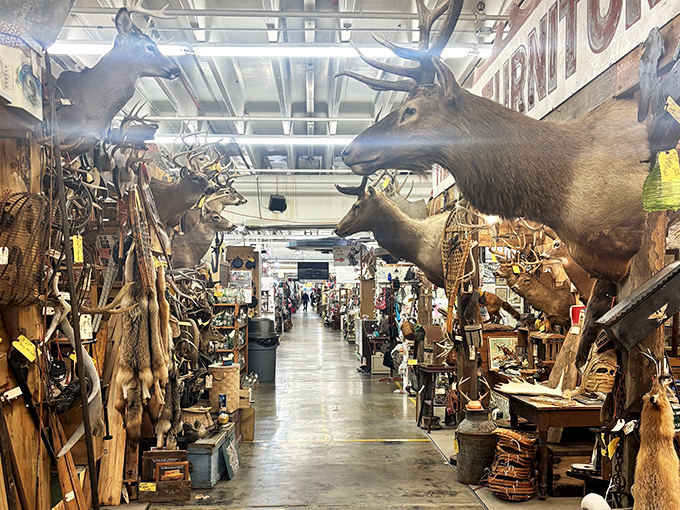 Where the wild things are... permanently. This taxidermy section offers a majestic, if slightly unnerving, glimpse of Virginia's wildlife.