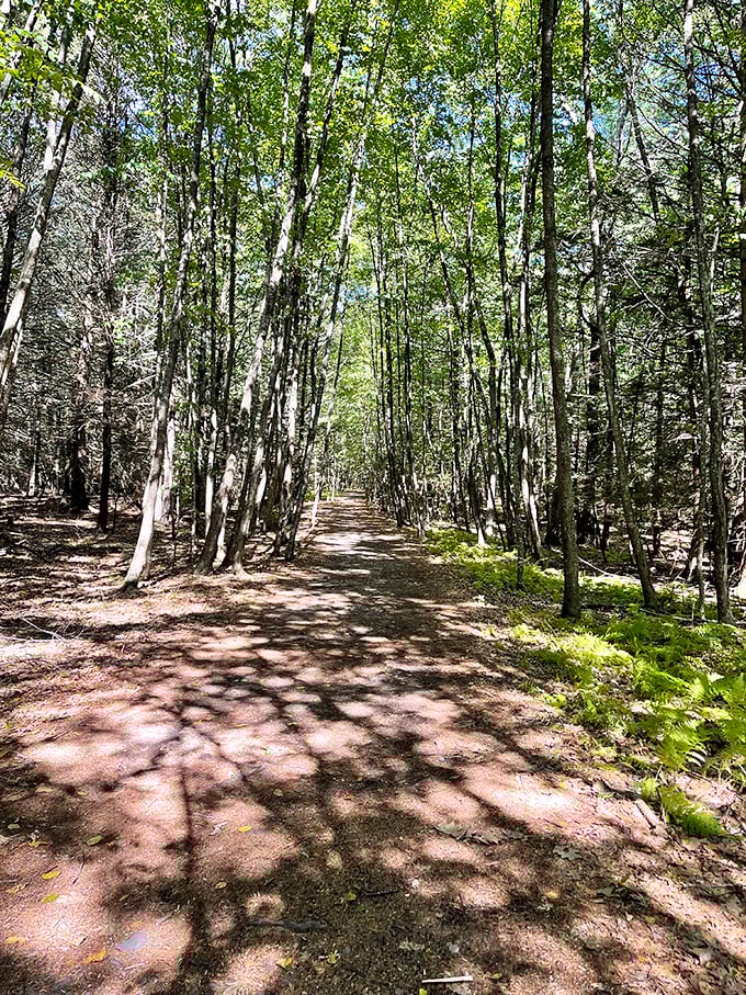 Sunlight dapples through birch trees creating nature's stained glass effect. This trail whispers, "Put down your phone and just breathe for a minute."
