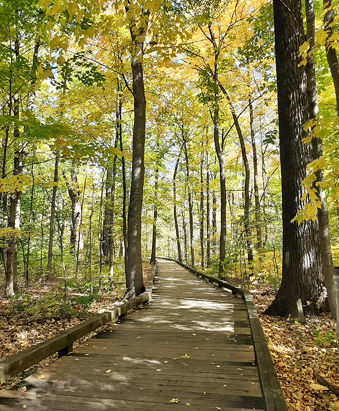 Autumn paints the woodland trail in golden hues. Walking this boardwalk feels like strolling through a living watercolor masterpiece.